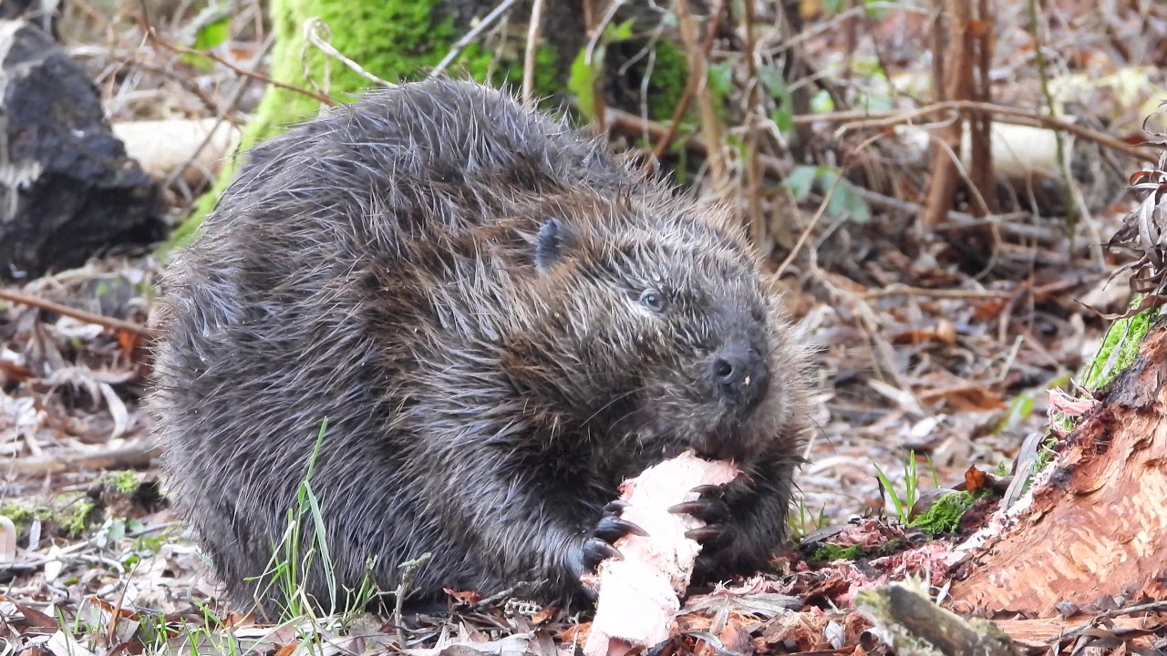 beaver eating - YouTube