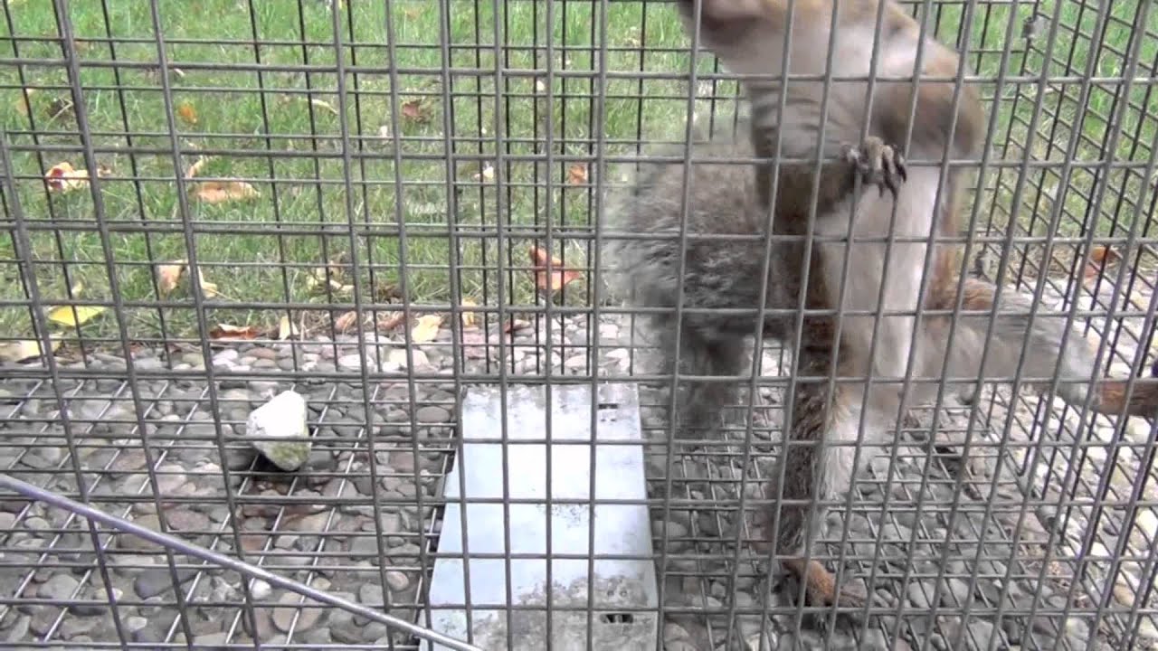 ANGRY SQUIRREL RELEASE PART 1 - YouTube