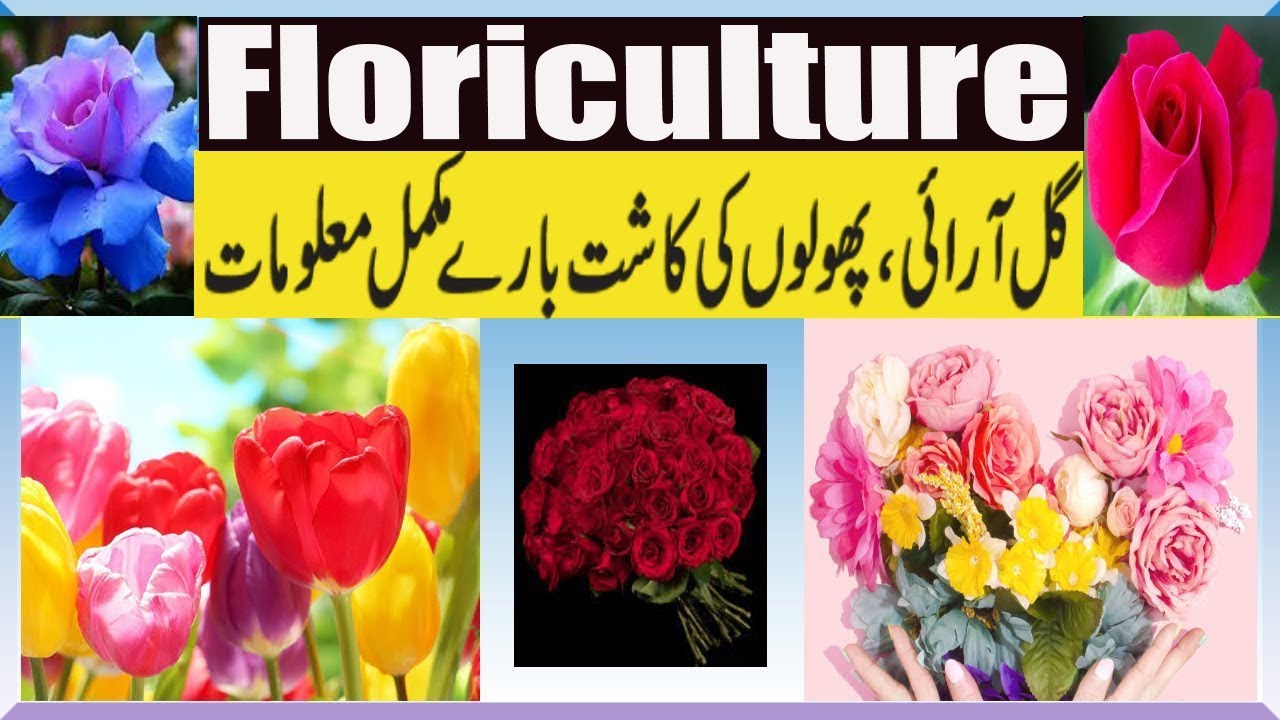 Floriculture Farming in Pakistan | Floriculture Business | Flower ...