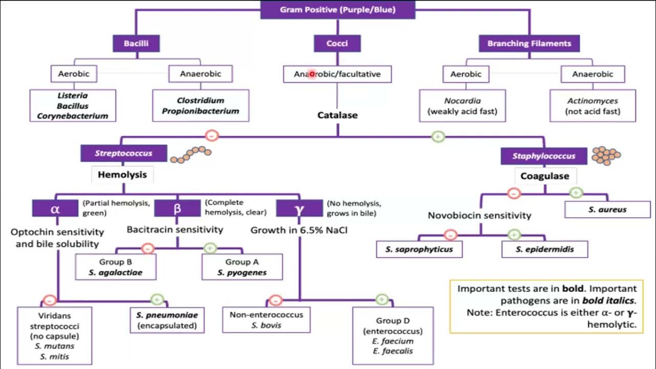 Gram Positive Bacteria Overview - YouTube