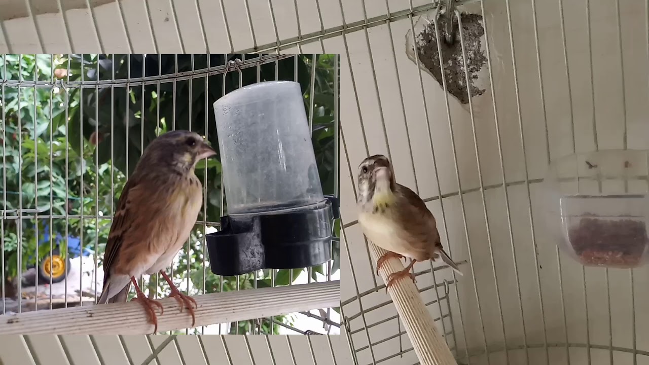 Mengenal BlackMon (Blackthroat x Lemon Finch) Gacor Cocok Buat Masteran ...