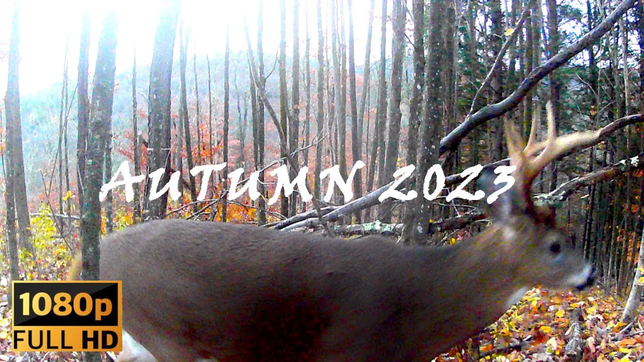 Animal Extravaganza in Vermont's Autumn Wilderness! Wildlife Trail ...