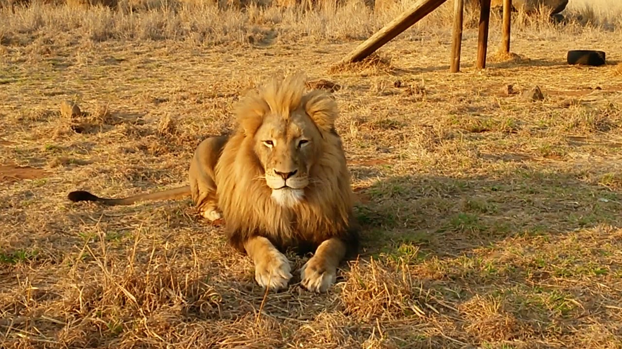 Napoleon the lion!!! - YouTube