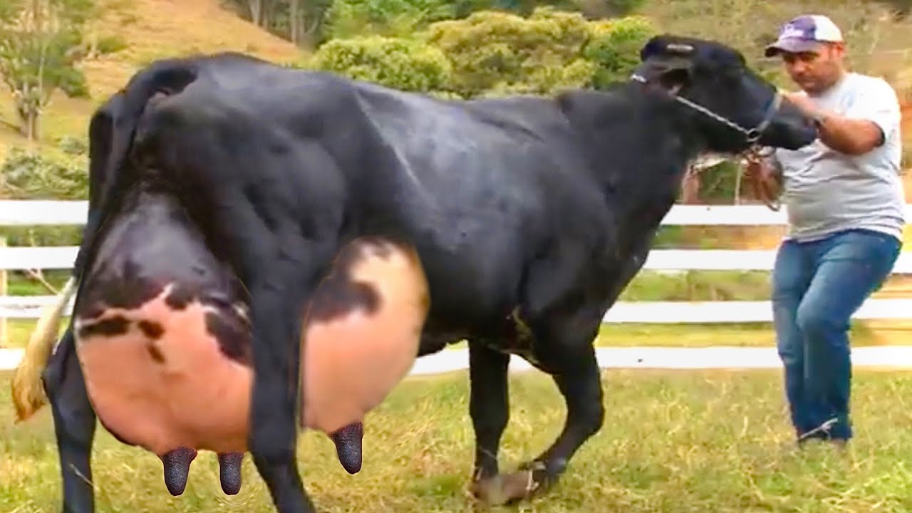 How to buy Girolando cow in Pakistan | World Record cow | World’s ...