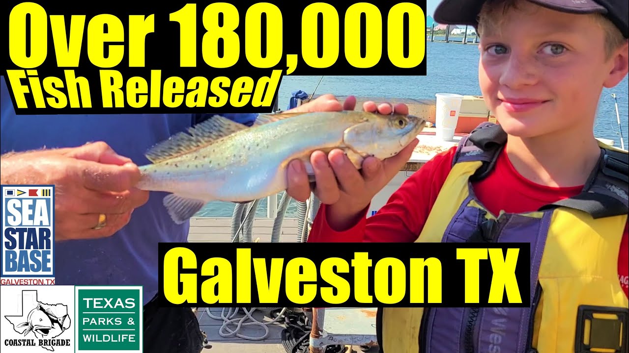 Over 180,000 Fish Released Texas Parks and Wildlife Sea Star Base ...