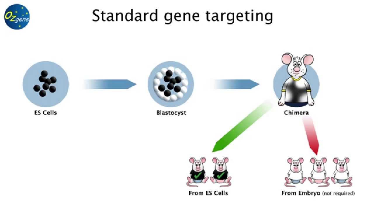 goGermline - revolutionary technology to generate knockout & knock-in ...