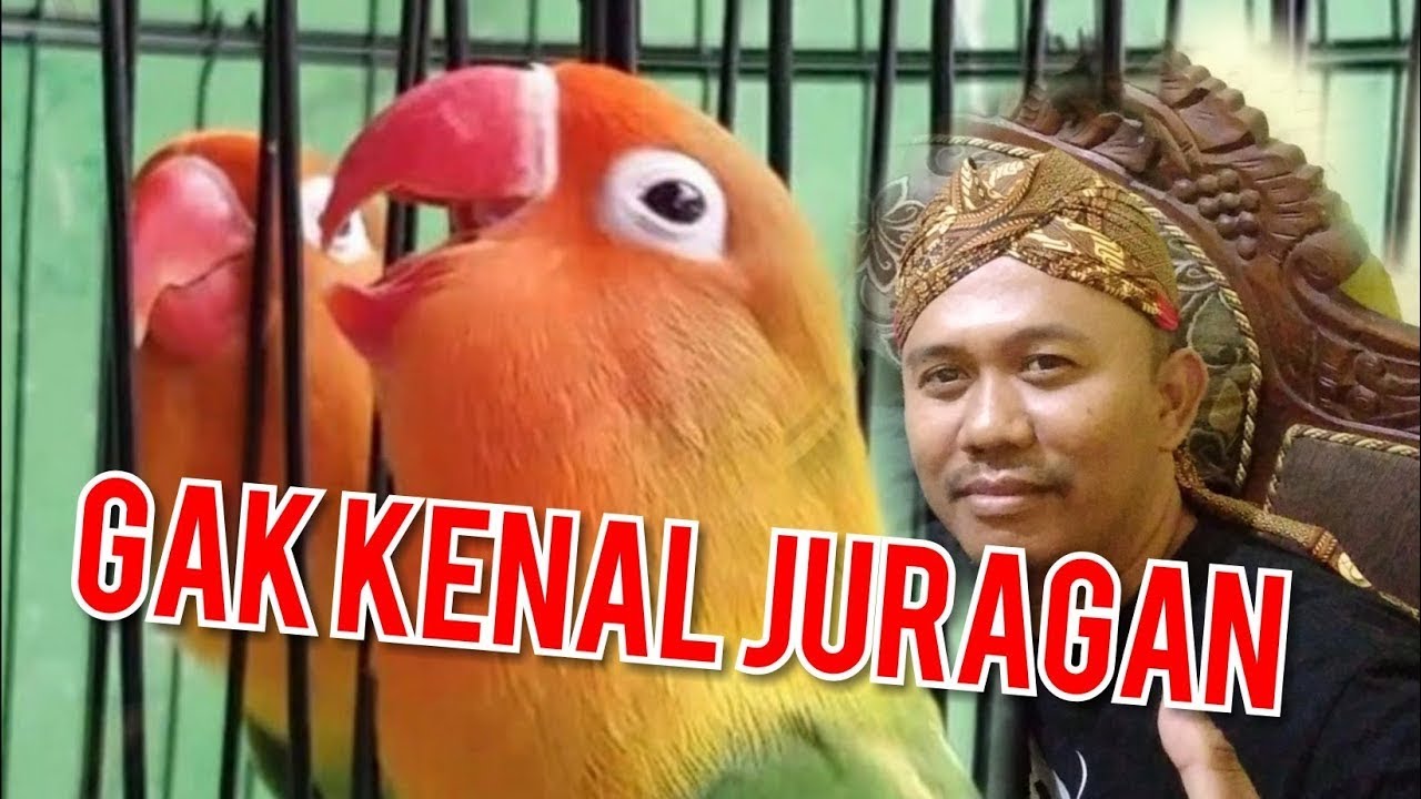 GAK KENAL JURAGAN LB MAKA TAK SAYANG - YouTube