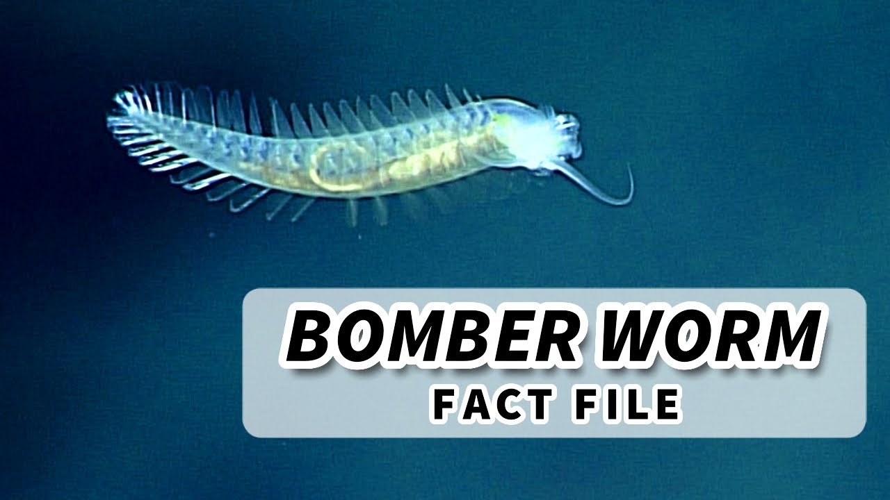 Bomber Worm Facts: they SWIMA in the DEEP SEA 🌊 Animal Fact Files - YouTube