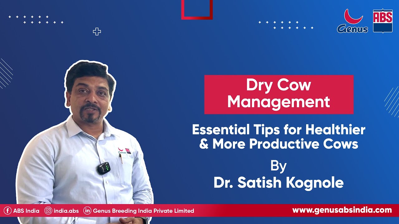 Dry Cow Management: Essential Tips for Healthier & More Productive Cows ...
