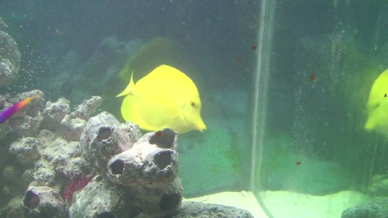Stupid Fish Tricks - Yellow Tang Doing Back Flips - YouTube