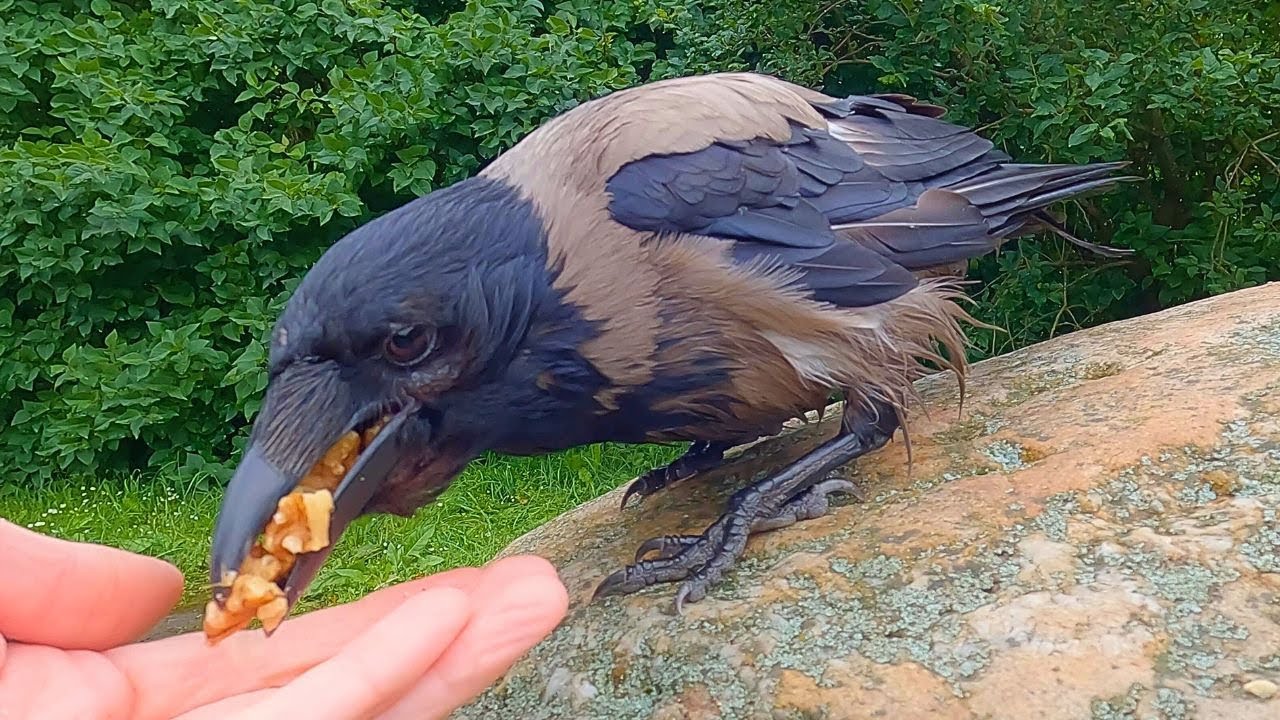 Hand Feeding Scruffy Hooded Crow Peanuts and Walnuts on a Rock [4K ...
