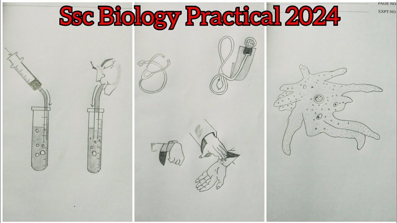Ssc Biology Practical 2024 - YouTube