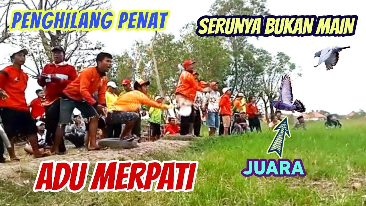 SERUNYA ADU MERPATI ‼️HIBURAN SAAT PENAT BEKERJA - YouTube