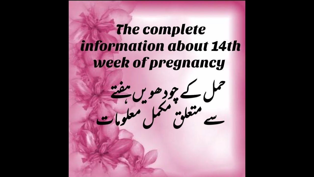 Pregnancy at 14th week || the complete mother's guide about 14th week ...