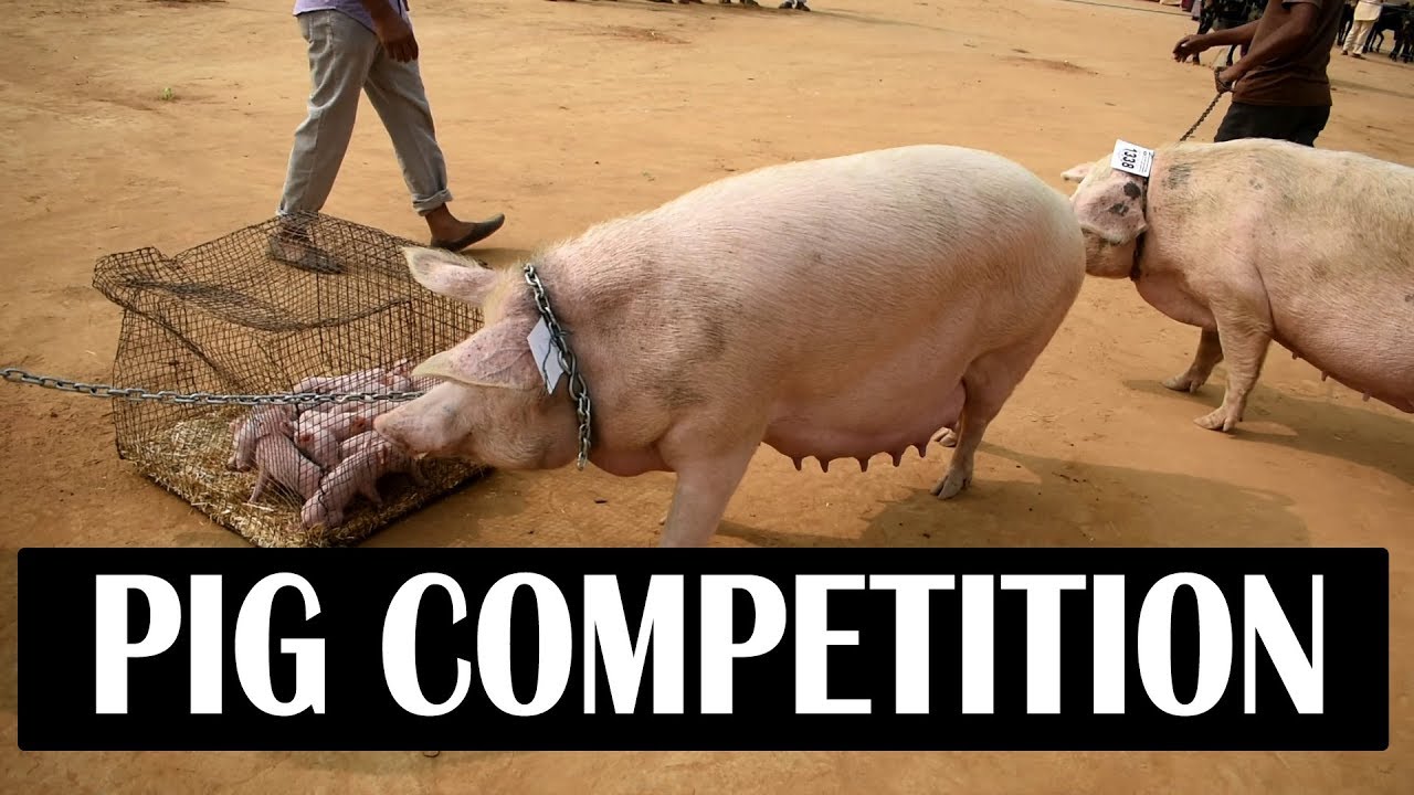 Exclusive pig competition video from Punjab - YouTube