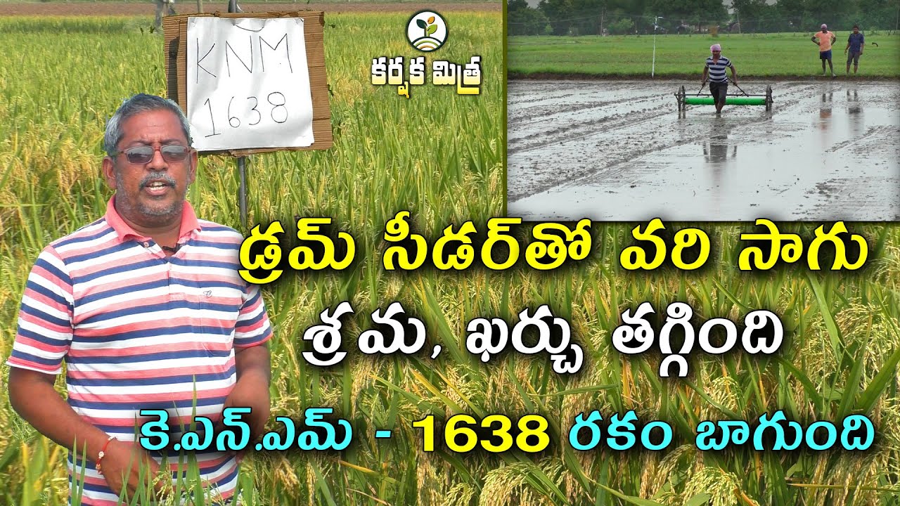 లాభదాయకంగా డ్రమ్ సీడర్ వరి సాగు|| High Yield Paddy Variety KNM 1638 ...