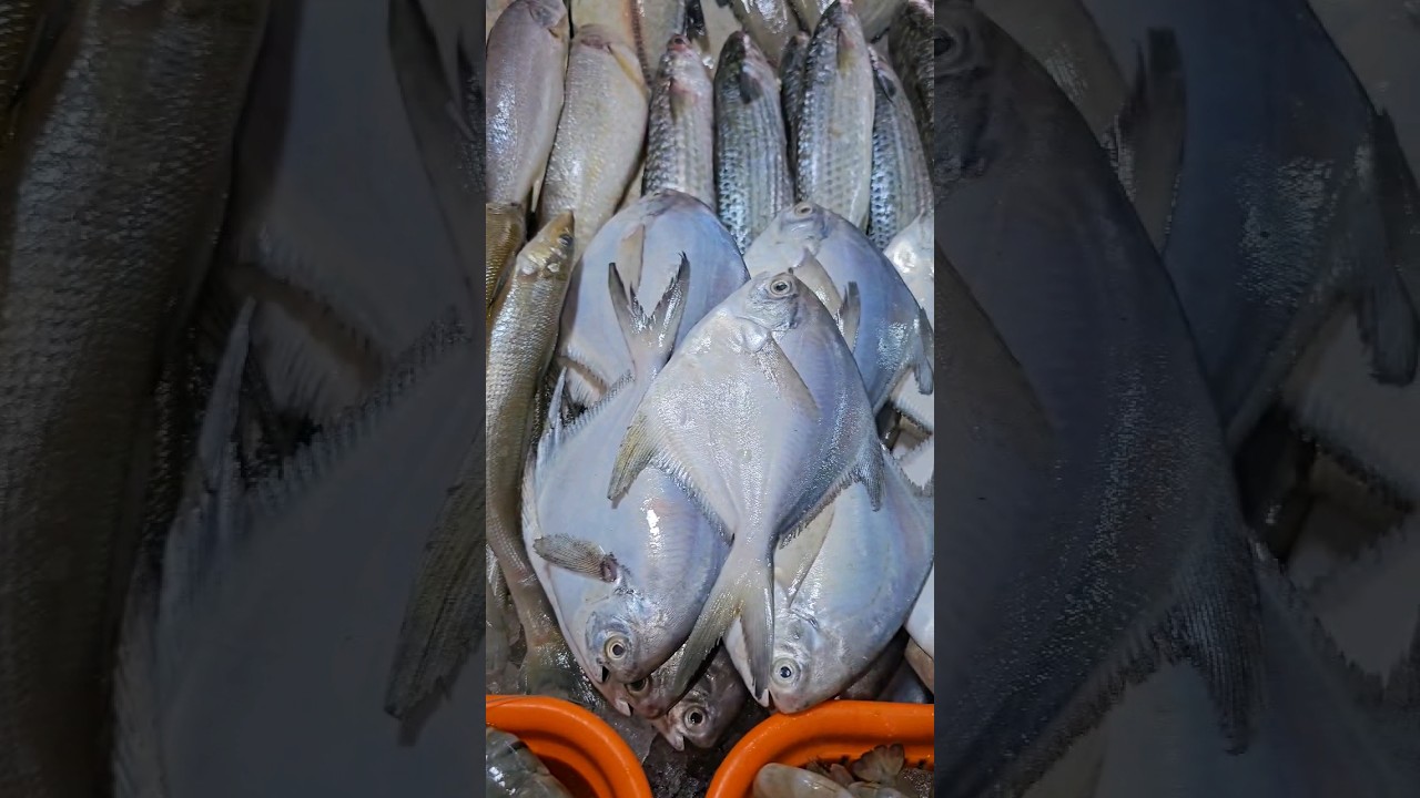 sagar fish world hoodi Bangalore കേരള ഫ്രഷ് മീൻ#fishlovers #seafood # ...