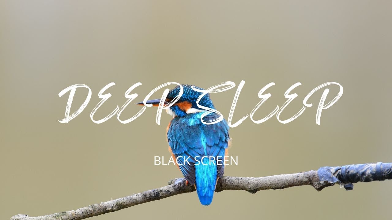 Calming Birds Chirping From the Istanbul Forrest. Perfect For Focus, or ...