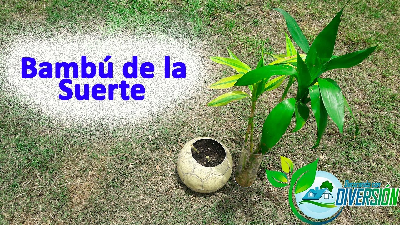 Como Cultivar Bambú de la Suerte – Hidroponía - YouTube