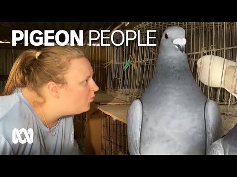 Pigeon people uncover secrets of humble 'rat of the sky' | ABC ...