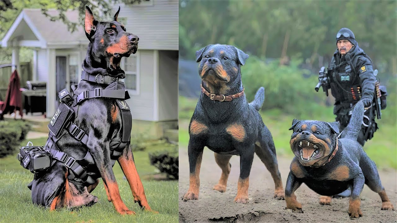 10 Mejores Razas De Perros Militares y Policías Del Mundo 😨 - YouTube