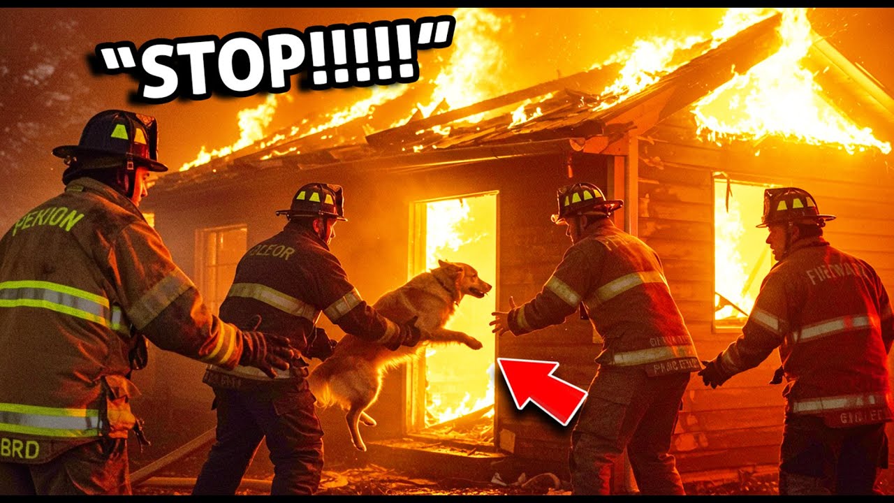 Trapped Mother Dog Keeps Running Back Into Flames, When Firefighter ...