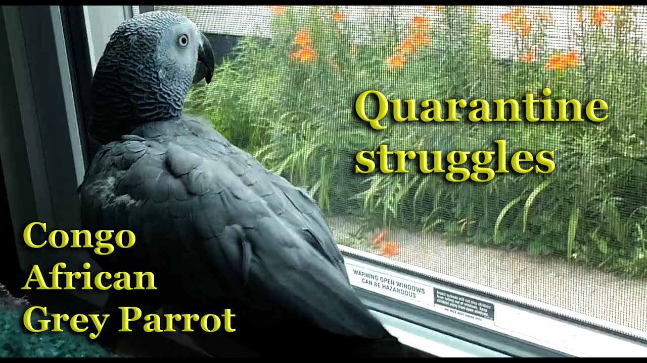 Let me out... Quarantine struggles !! [Parrot Quarantine] - YouTube