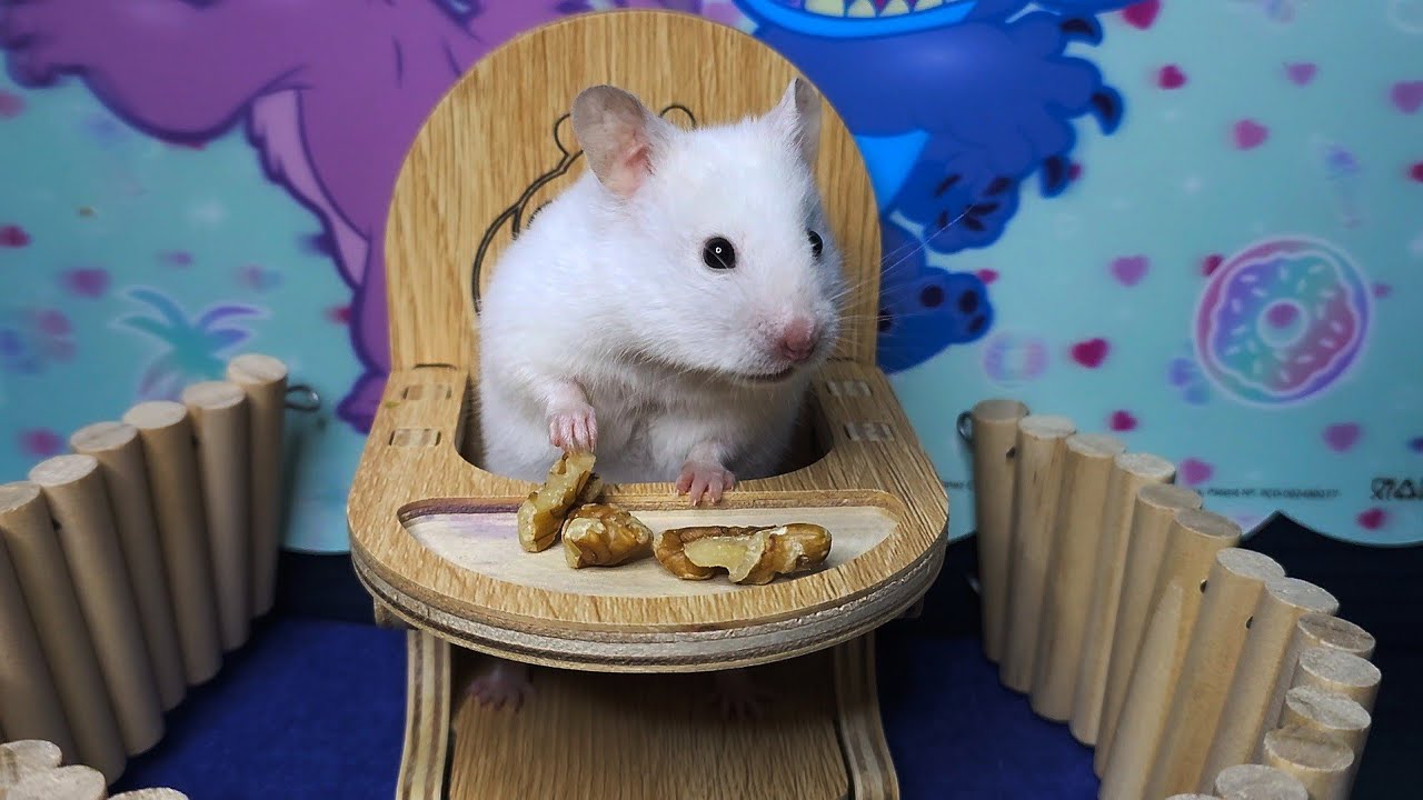Relaxing Hamster Feast 🐹🥕| Adorable ASMR Eating Moment! #syrianhamster ...