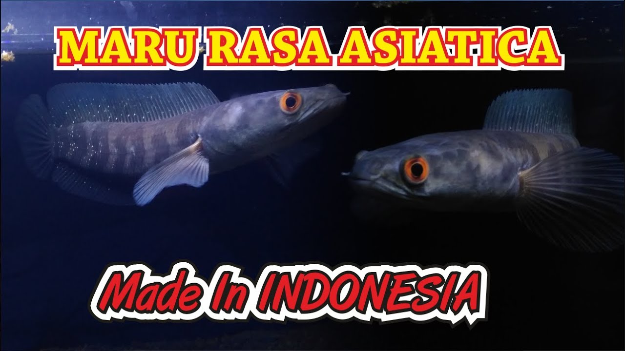CHANNA GREEN MARU KALTARA || ISTIMEWA BERTABUR BINTANG, INDONESIA PUNYA ...