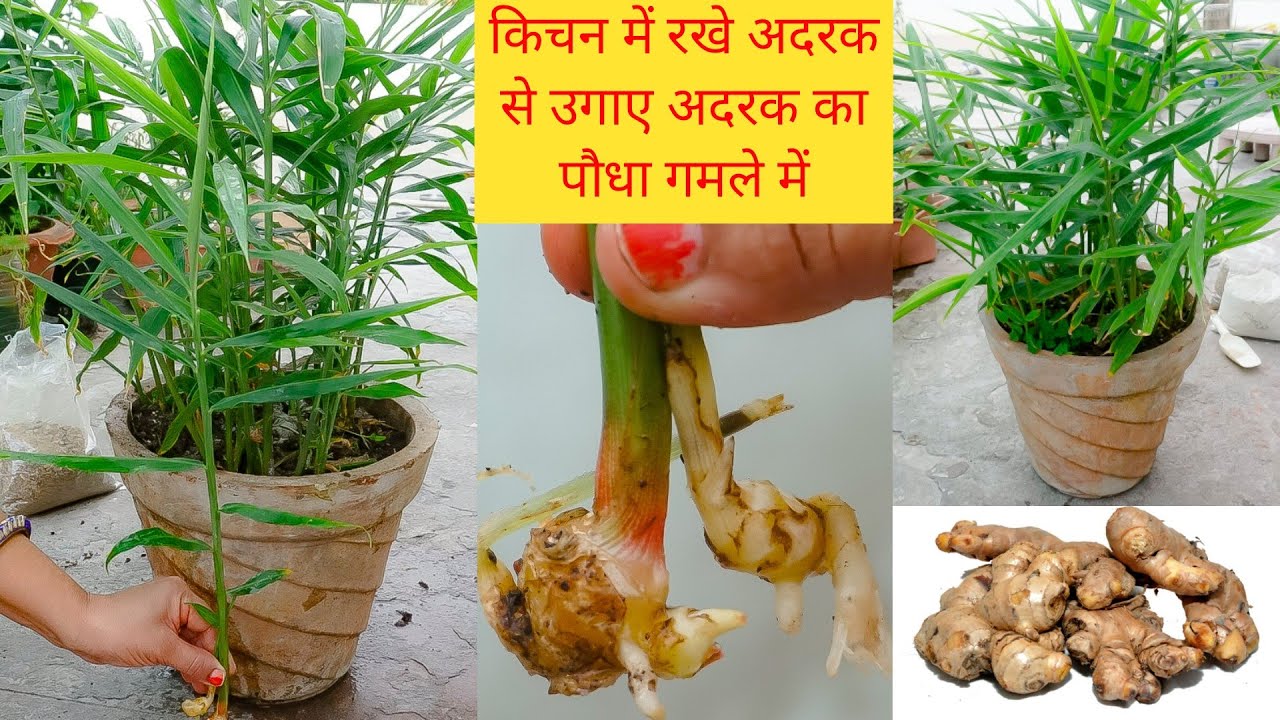 अदरक की गठान से घर पर अदरक उगाने का तरीका।घर पर गमले में लगाए अदरक का ...