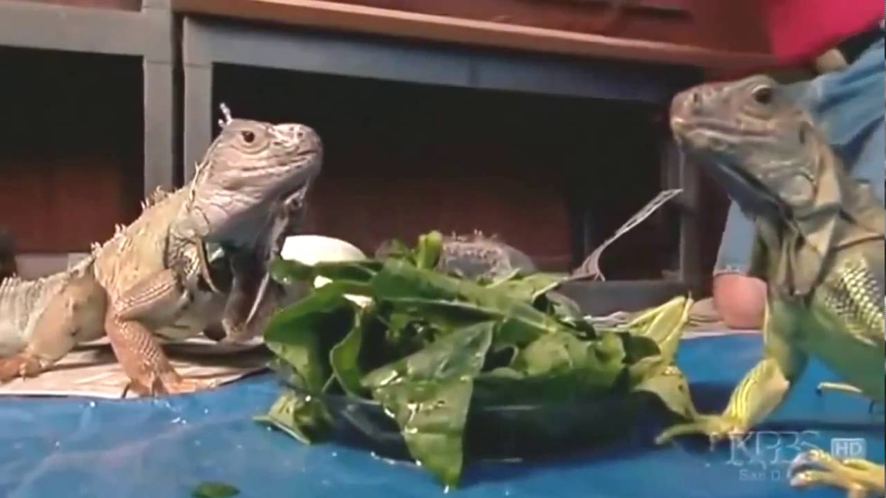 National Geographic Animals The Reptiles Lizards Nature National ...