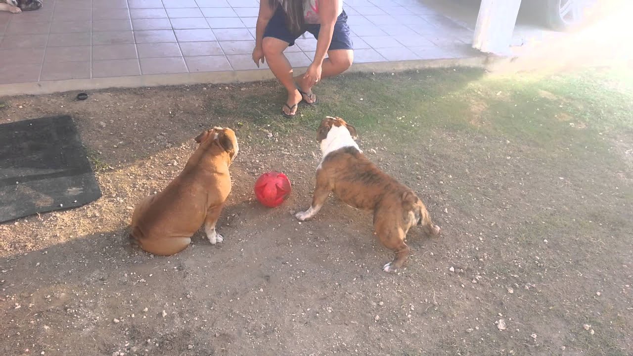 English Bulldogs Fighting - YouTube