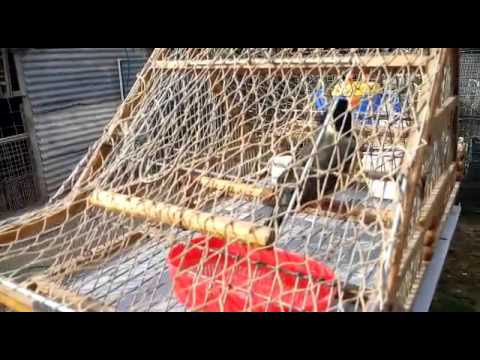 El mejor semillero - YouTube