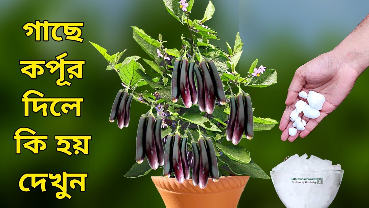 কর্পূর গাছে দিলে কি হয় দেখুন - Unknown Uses of Korpur - গাছে কর্পূরের ...