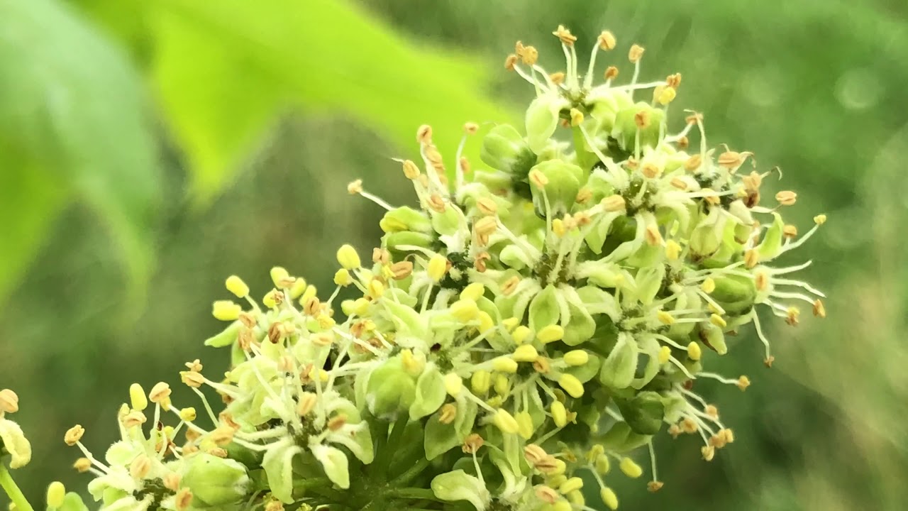 Tree of Heaven (Ailanthus altissima) - flowers close up - June 2020 ...