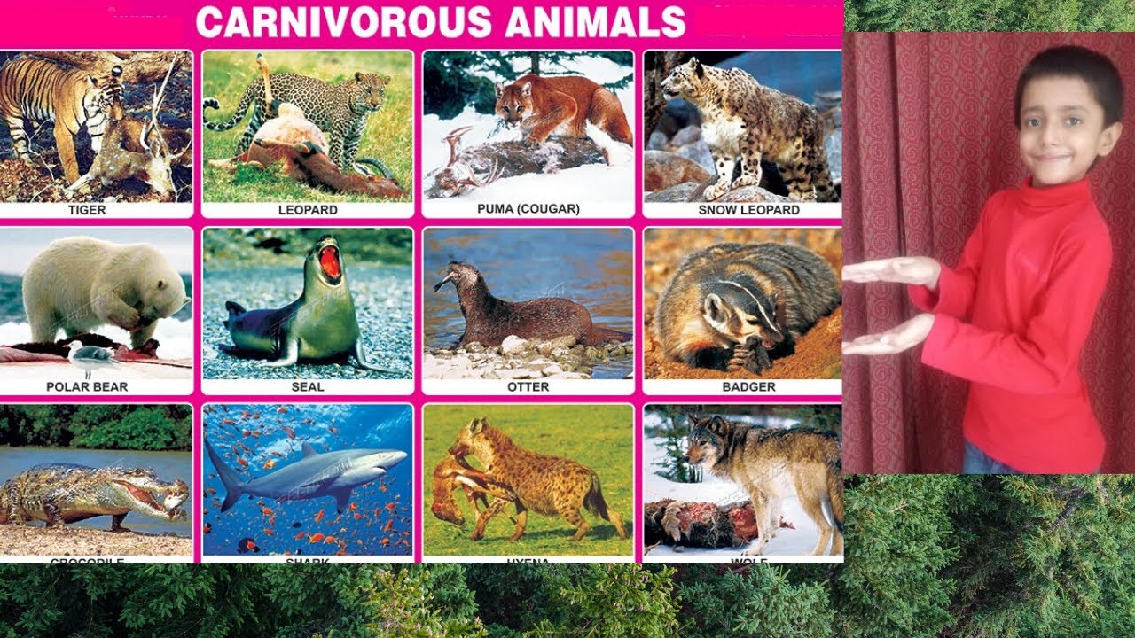 #Carnivorous Animals/Definition with Examples - YouTube