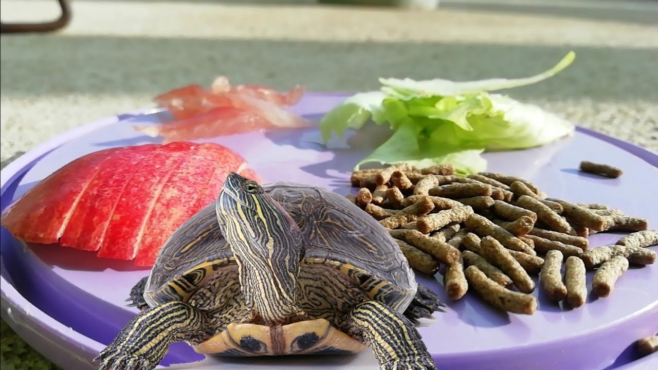 3 ALIMENTOS NATURALES PARA TUS TORTUGAS!!!! JosuéFlin - YouTube