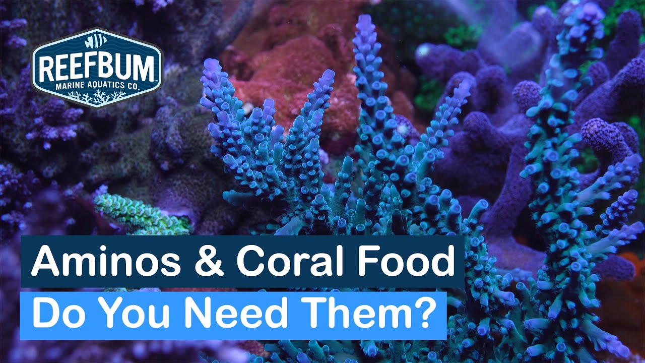 Aminos & Coral Food: Do You Need them For Optimal Colors and Growth For ...