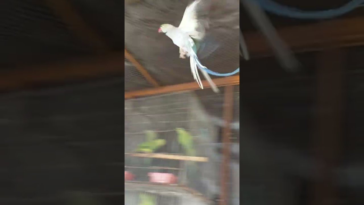 The Most Amazing Ringneck Parrot You'll ever Seen - YouTube