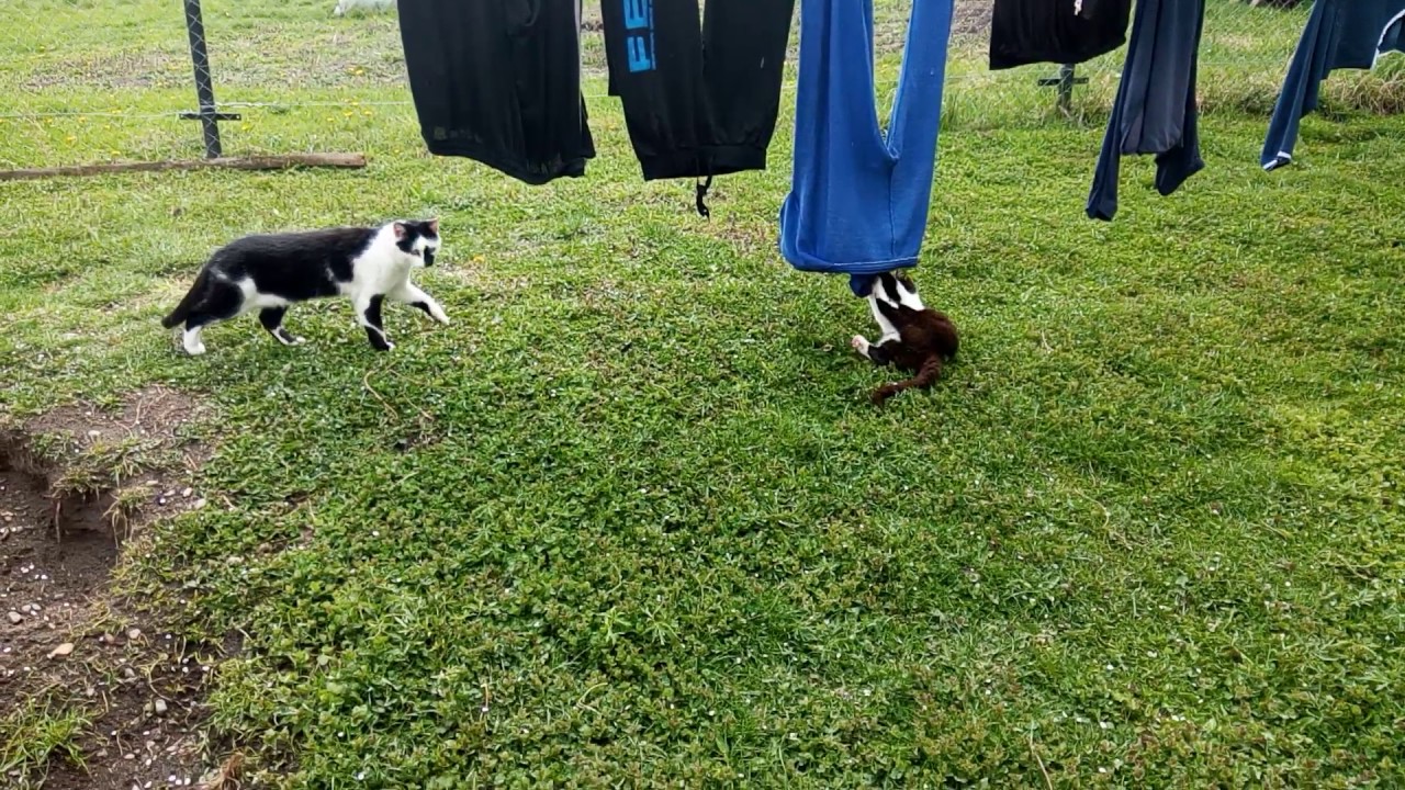 Smoto and Piscot playing outdoors very cute video - YouTube