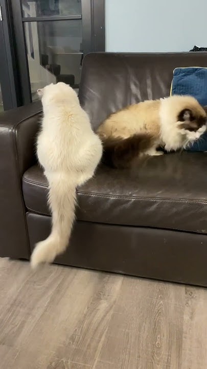 Ragdoll Cats - YouTube