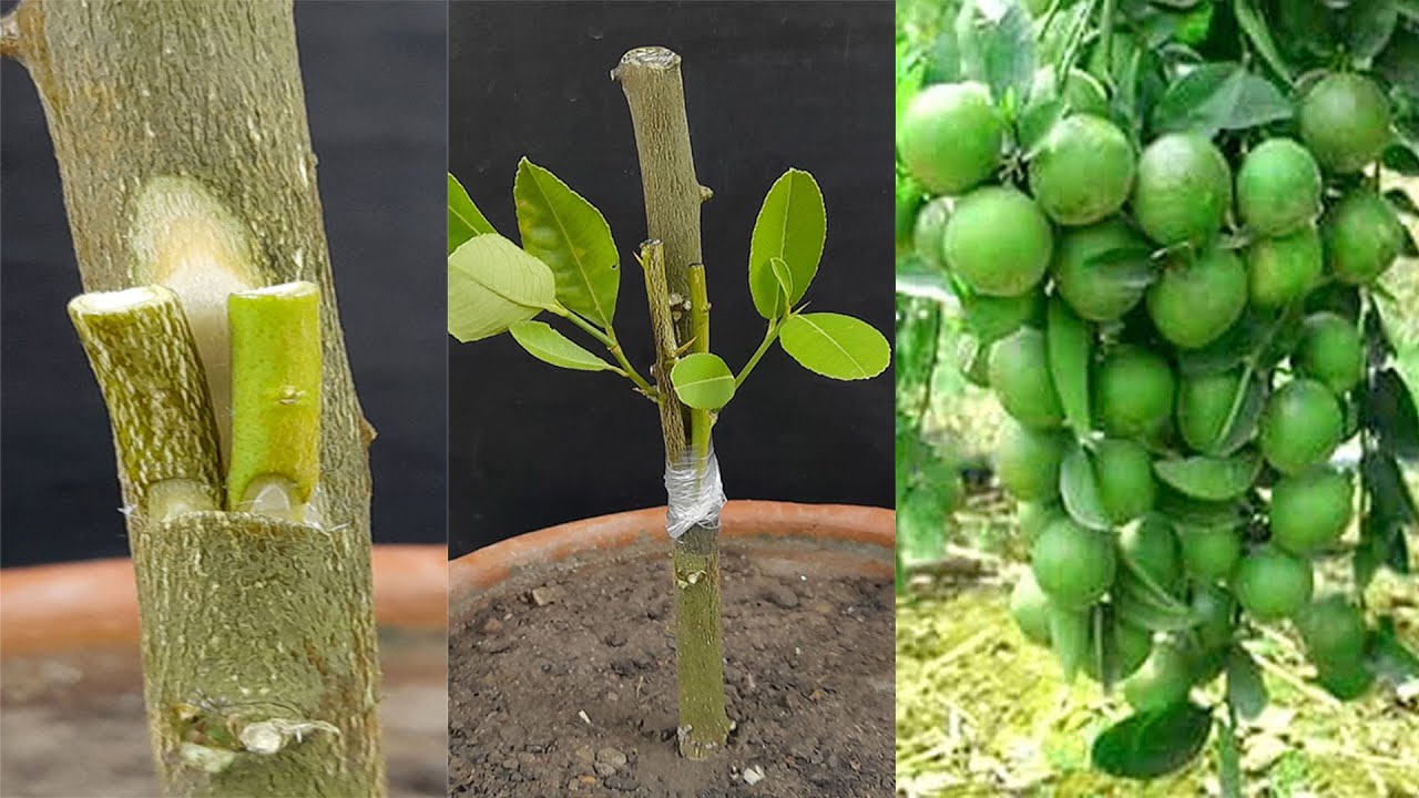 How To Do Successful Lemon Grafting In Easy Ways - YouTube