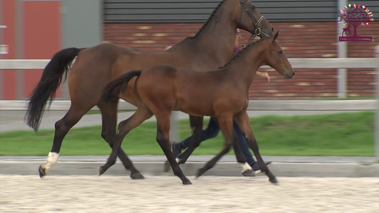 07 Mylander T (Carerra VDL x G Ramiro Z) - YouTube