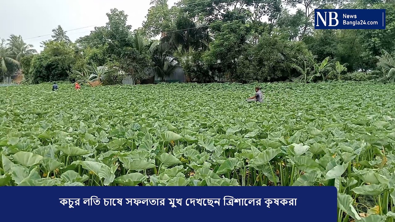 কচুর লতি চাষে সফলতার মুখ দেখছেন ত্রিশালের কৃষকরা | Mymensingh - YouTube