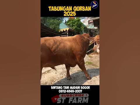 Tabungan Qurban Simental Cros Belgian Blue - YouTube
