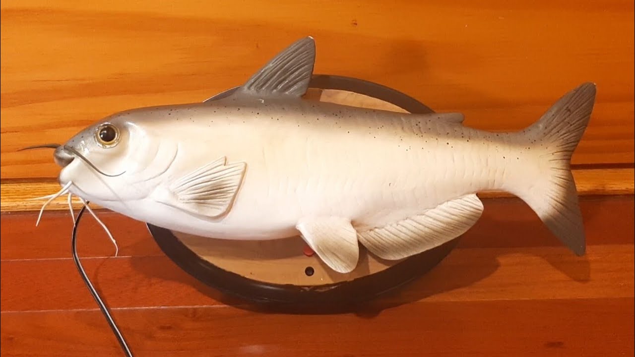 Singing Rapping Cool Catfish - YouTube