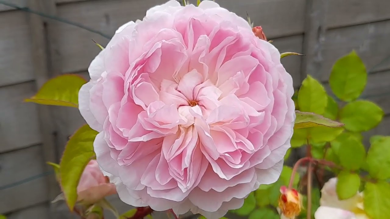 David Austin - Rose Silas Marner Gorgeous And Delicate Blooms - YouTube