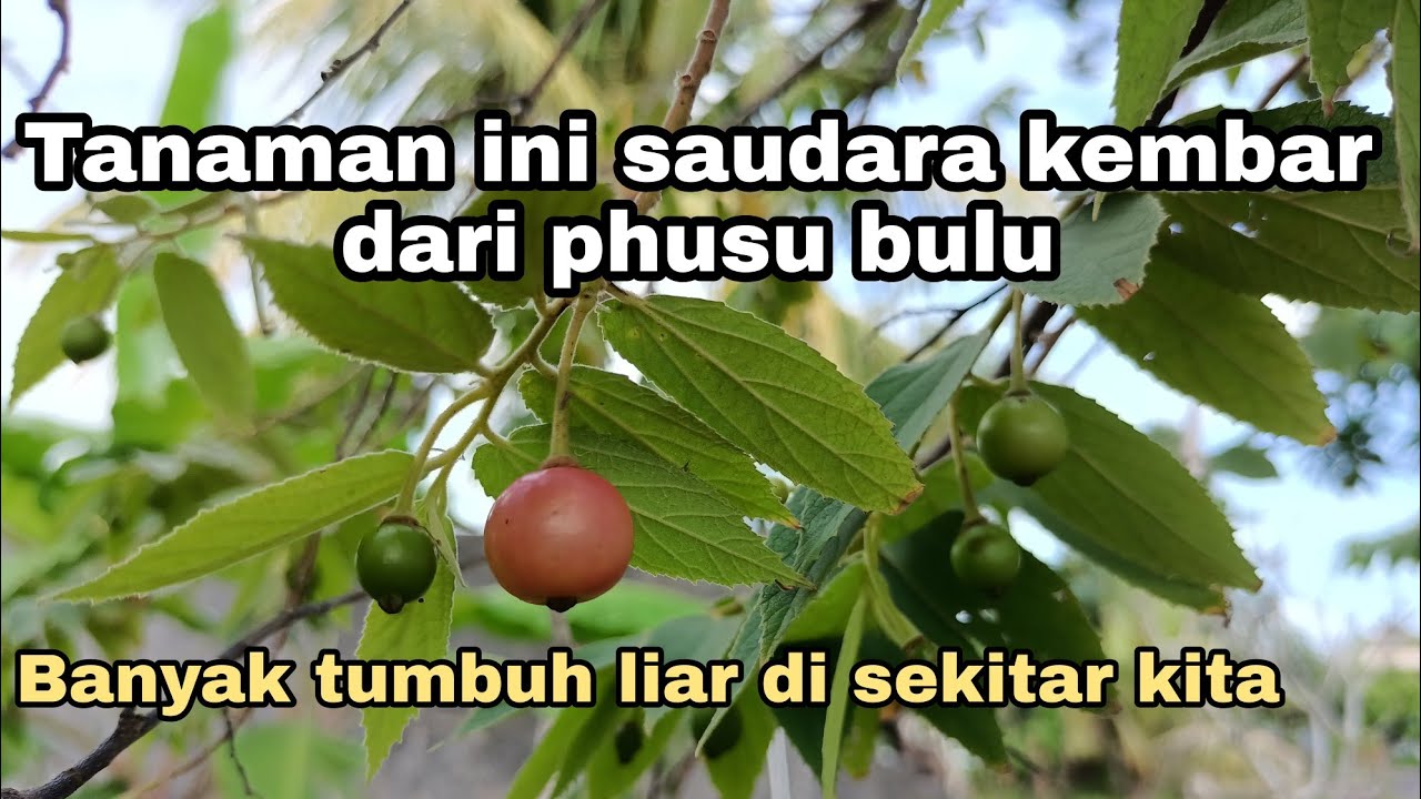 Mengenal pohon kersen di alam, pohon yang kembar dengan phusu bulu ...