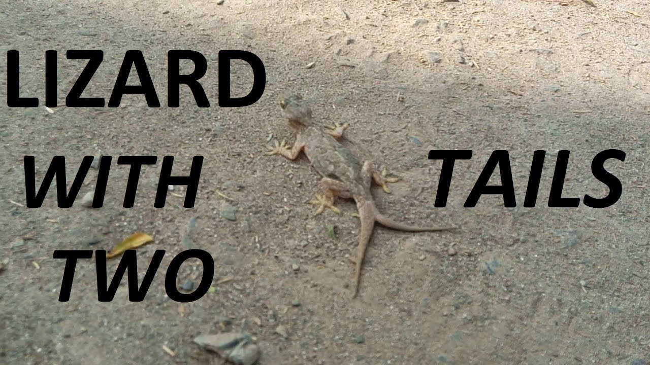 Lizard With Two Tails | Hemidactylus - YouTube