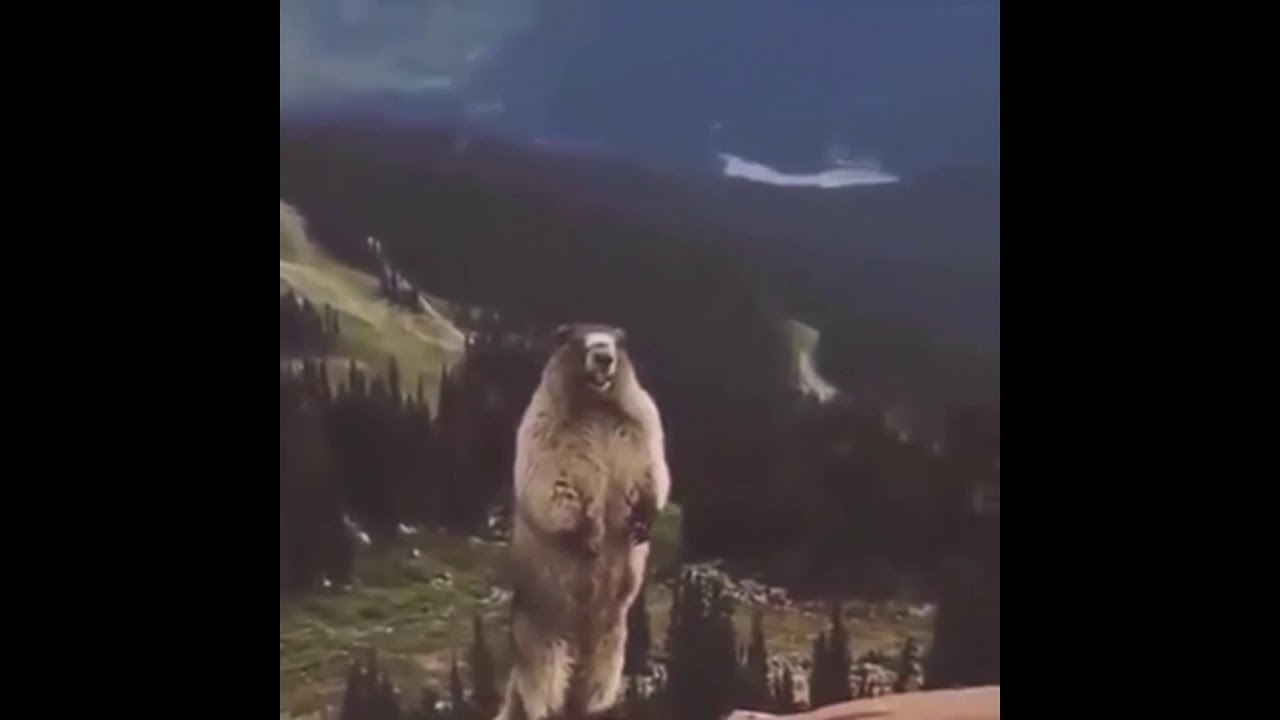 Beaver Screaming (extremely loud) - YouTube